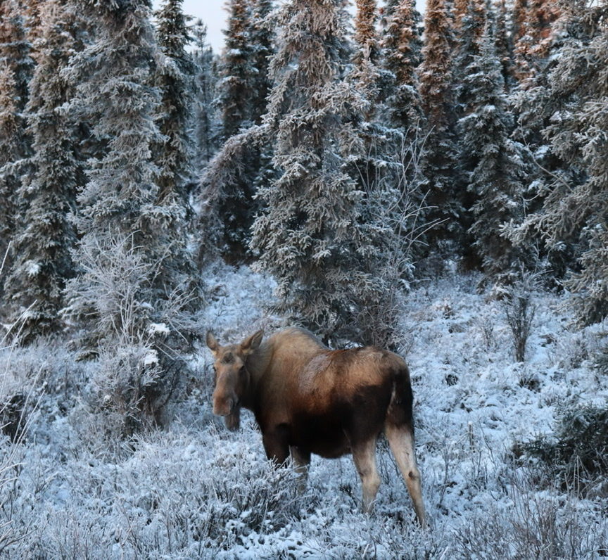 The Best Places to See Wildlife From Anchorage to the Kenai Peninsula ...