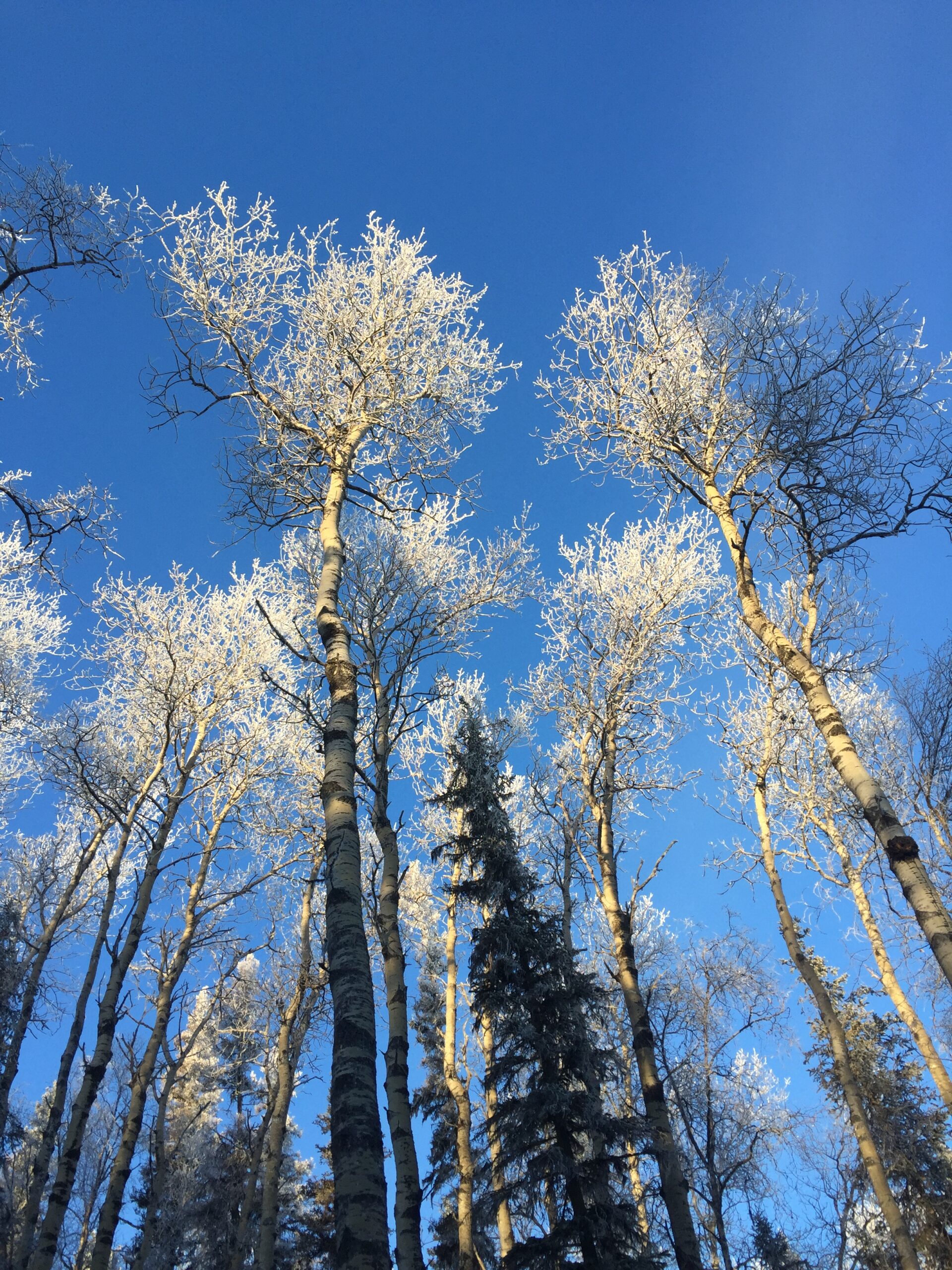 7 Reasons You Should Visit Alaska During Winter - Everyday Alaska